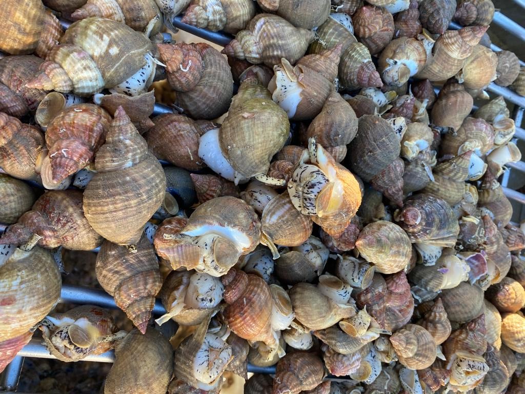 Fisheries Management Plans : Southern IFCA