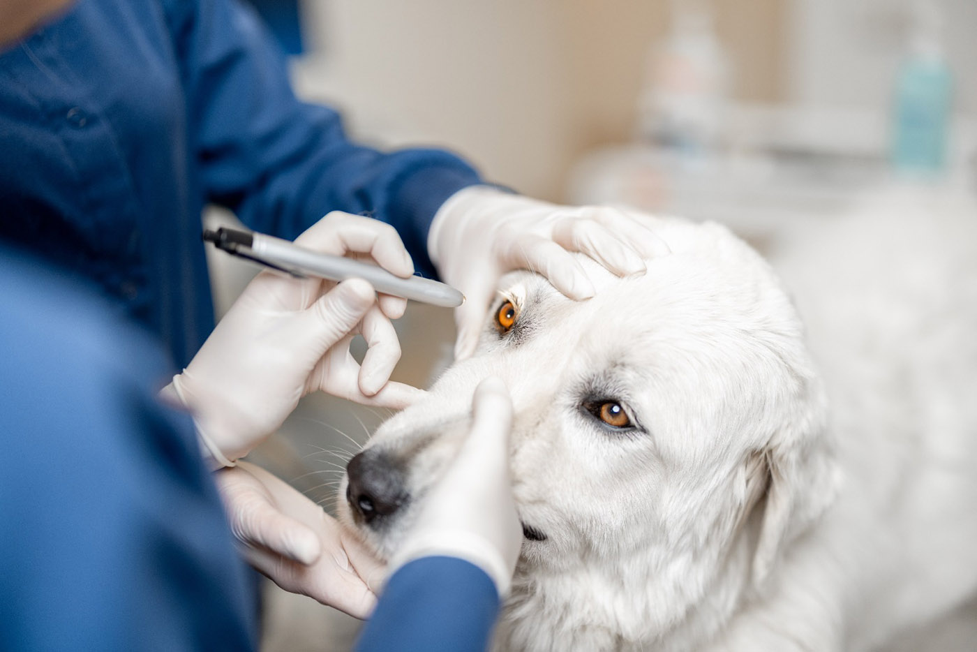 Healthcare Arden House Animal Hospita Healthcare Arden House Animal Hospita